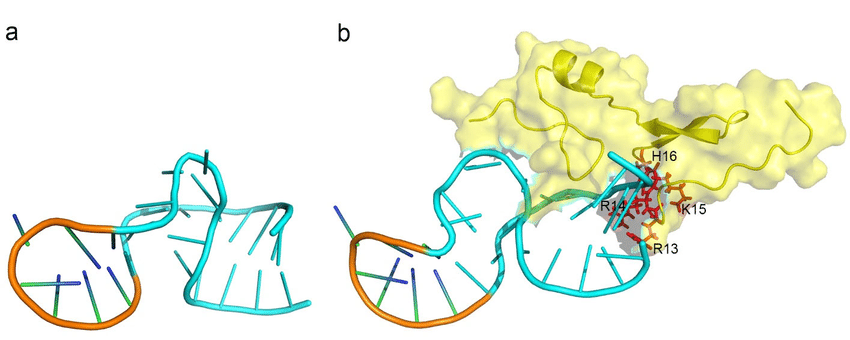 Macugen® - Retina 3000
